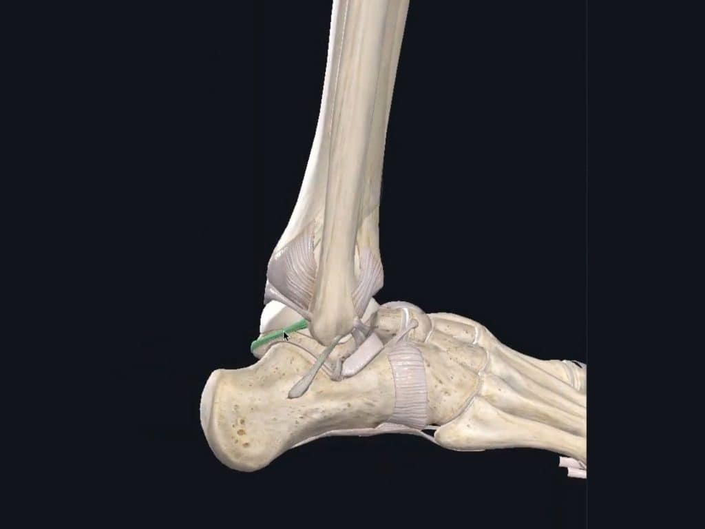 Die Sprunggelenk-Anatomie - Dr.-medic Manuel Nastai